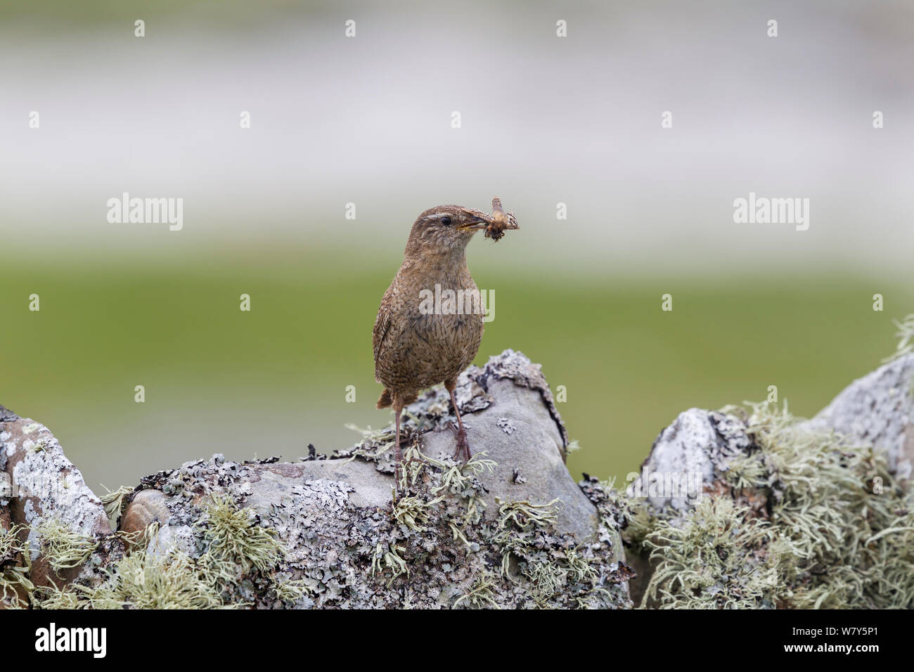 Holarctic kingdom hi-res stock photography and images - Alamy