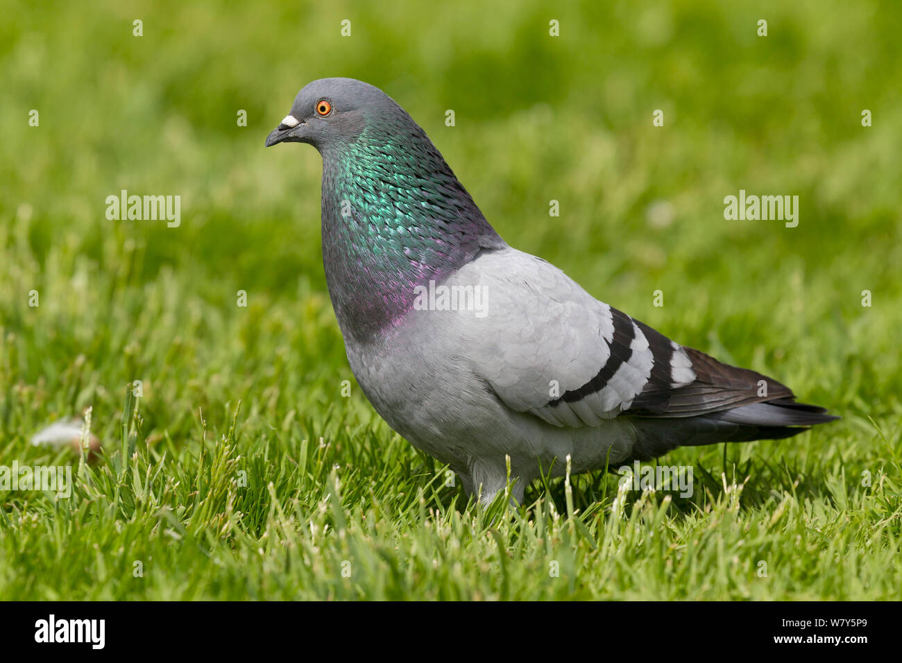 Neck puffed hi-res stock photography and images - Alamy