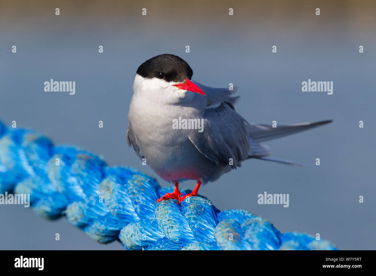 Arctic tern (Sterna paradisaea) sitting on a blue ships mooring line ...