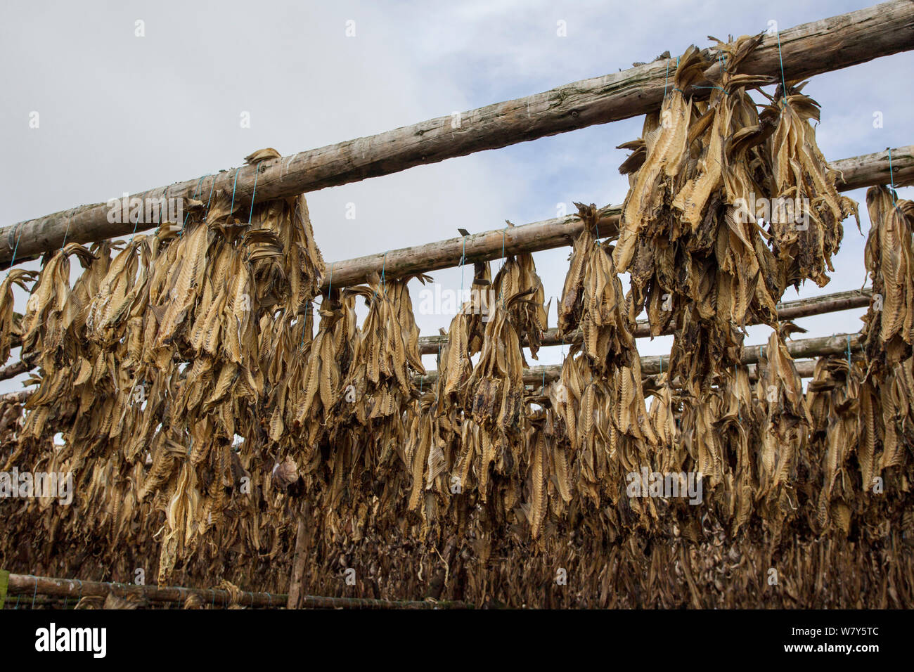 Fish skeletons hi-res stock photography and images - Alamy