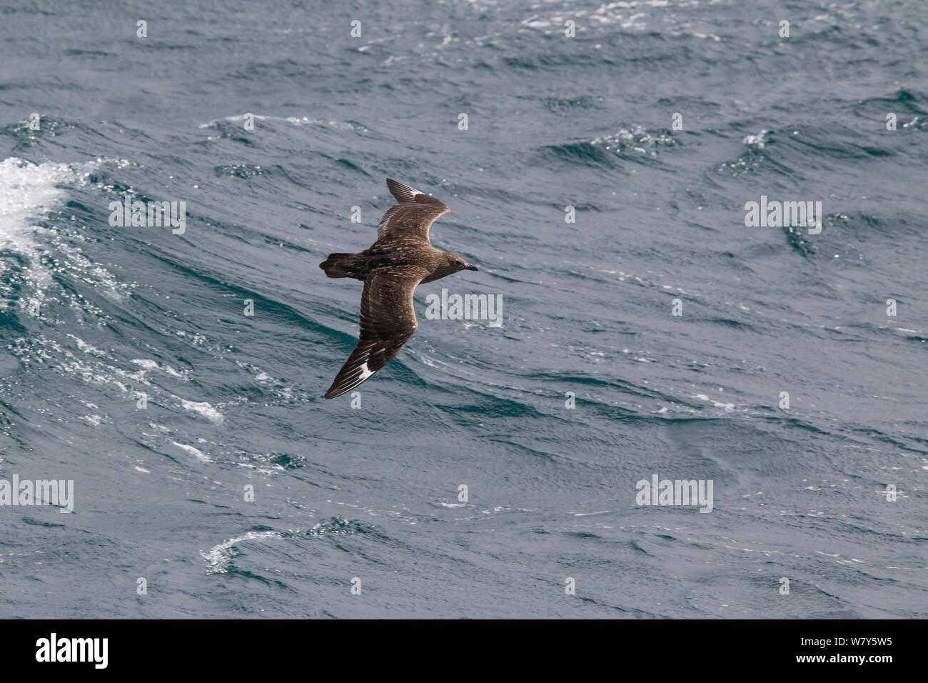 Great skua (Catharacta skua) flying low over the sea, showing the pale ...