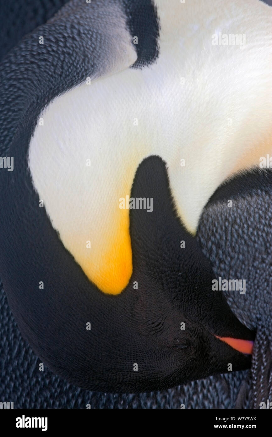 Emperor penguin head hi-res stock photography and images - Alamy
