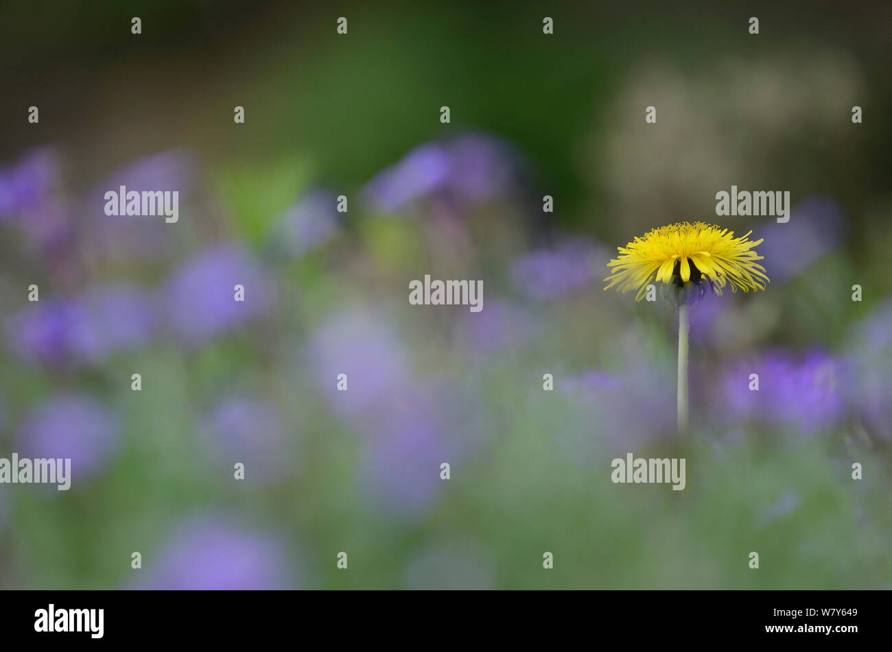 Dandelion colour hi-res stock photography and images - Alamy