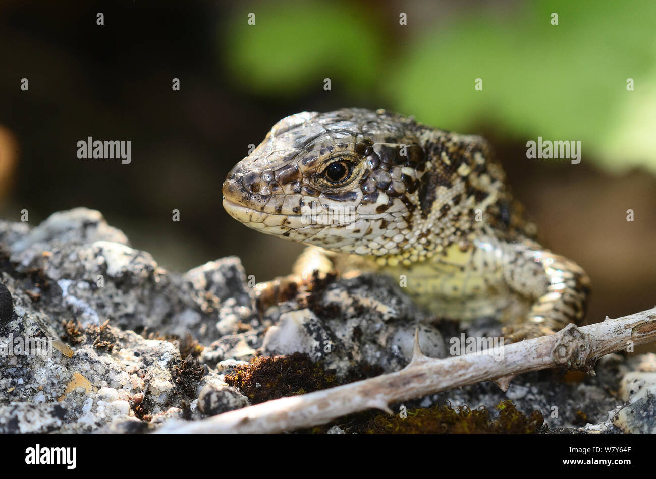 Adult female Sand lizard (Lacerta agilis) Dorset, UK, June Stock Photo ...