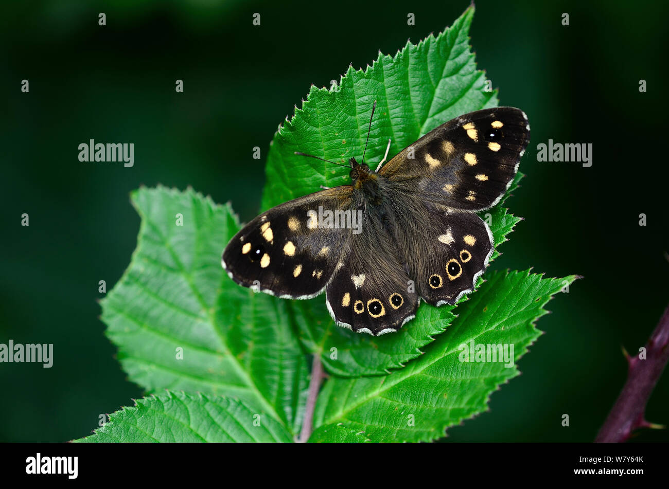 Butterfly dorset uk hi-res stock photography and images - Alamy