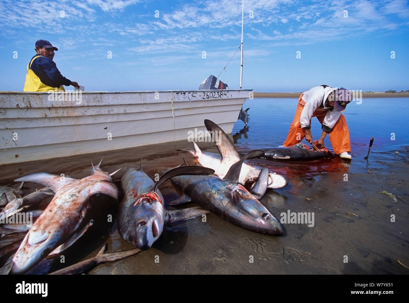 Gill net fishermen cleaning Thresher Sharks (Alopias vulpinus ...