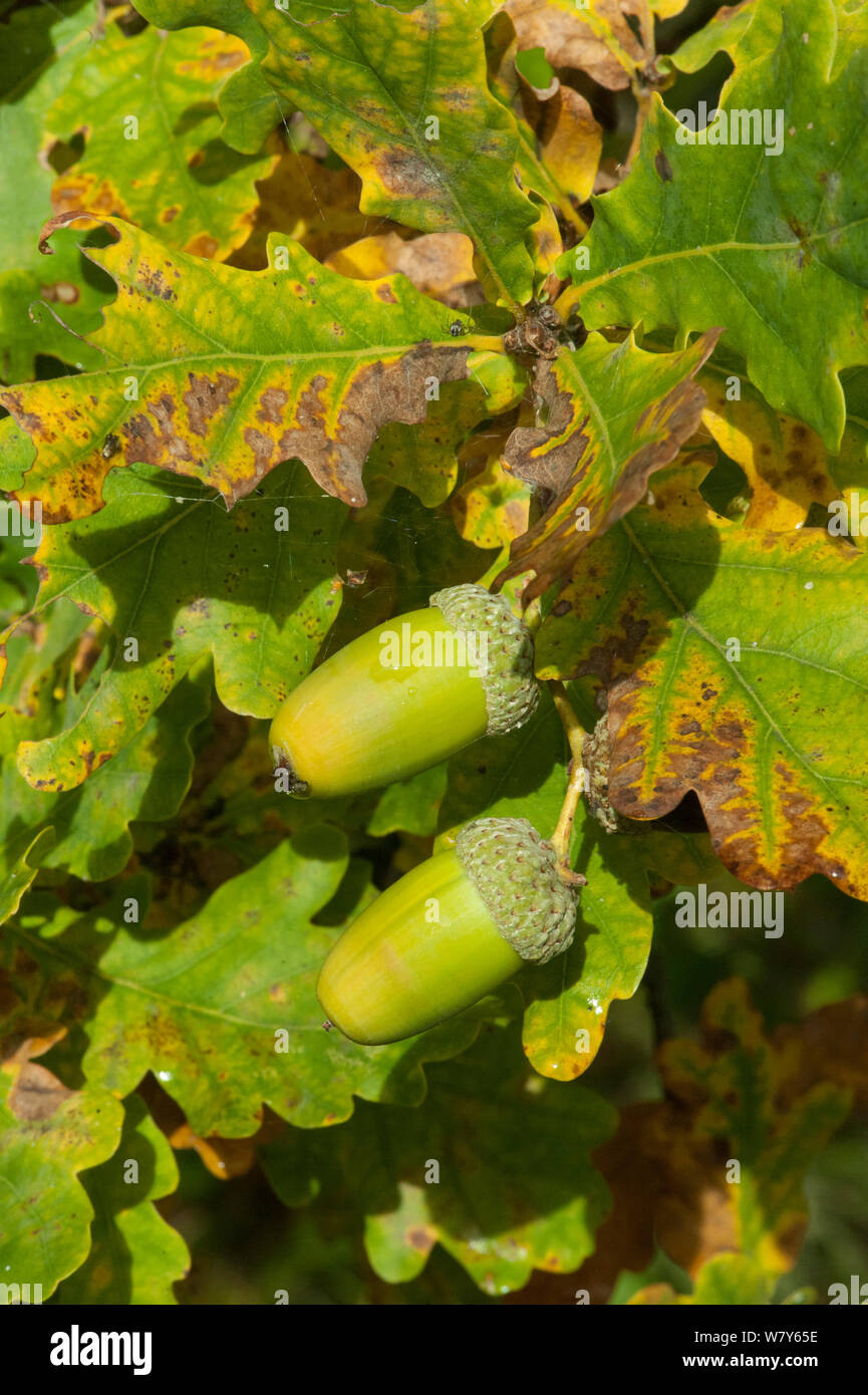 Nordic oak tree hi-res stock photography and images - Alamy