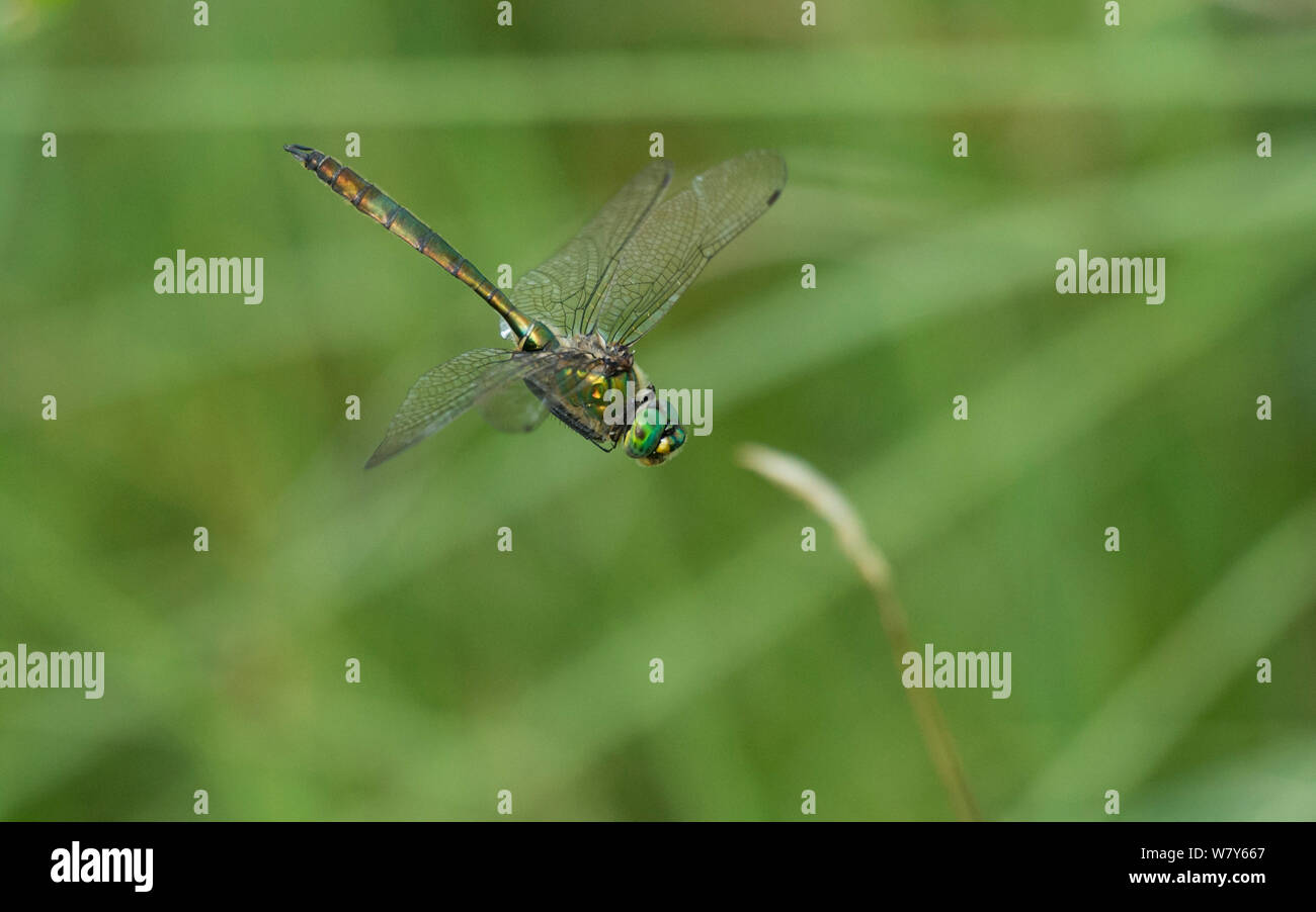 Brilliant emerald dragonfly male hi-res stock photography and images ...