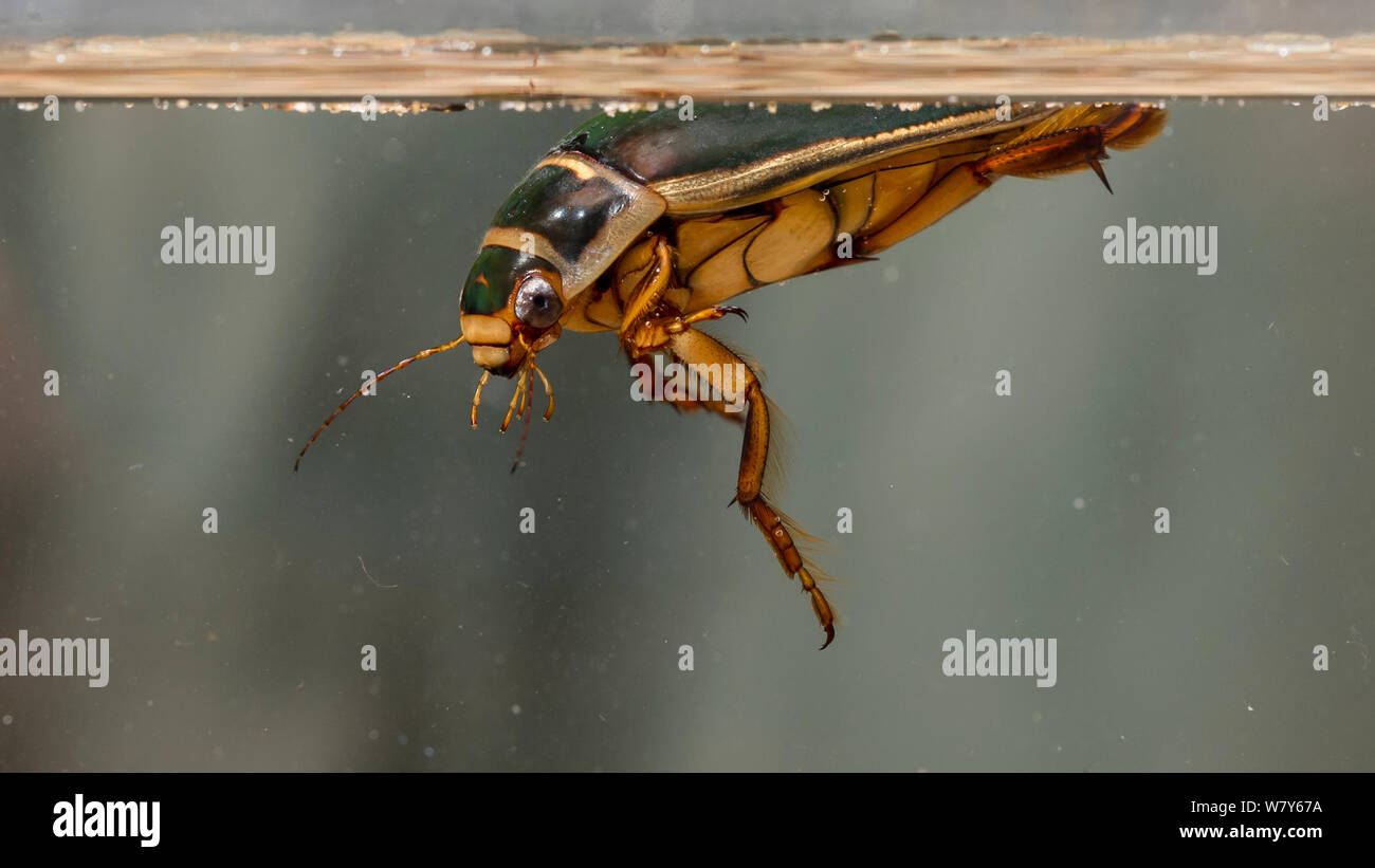 Beetle in water hi-res stock photography and images - Alamy
