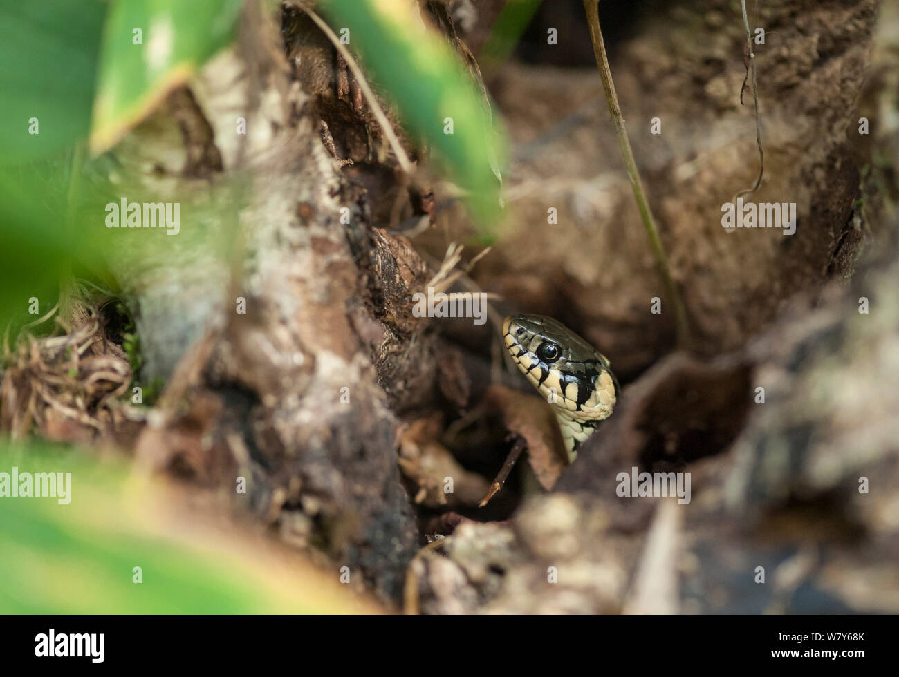 Grass snake (Natrix natrix) looking out of burrow, Lemland, Ahvenanmaa ...