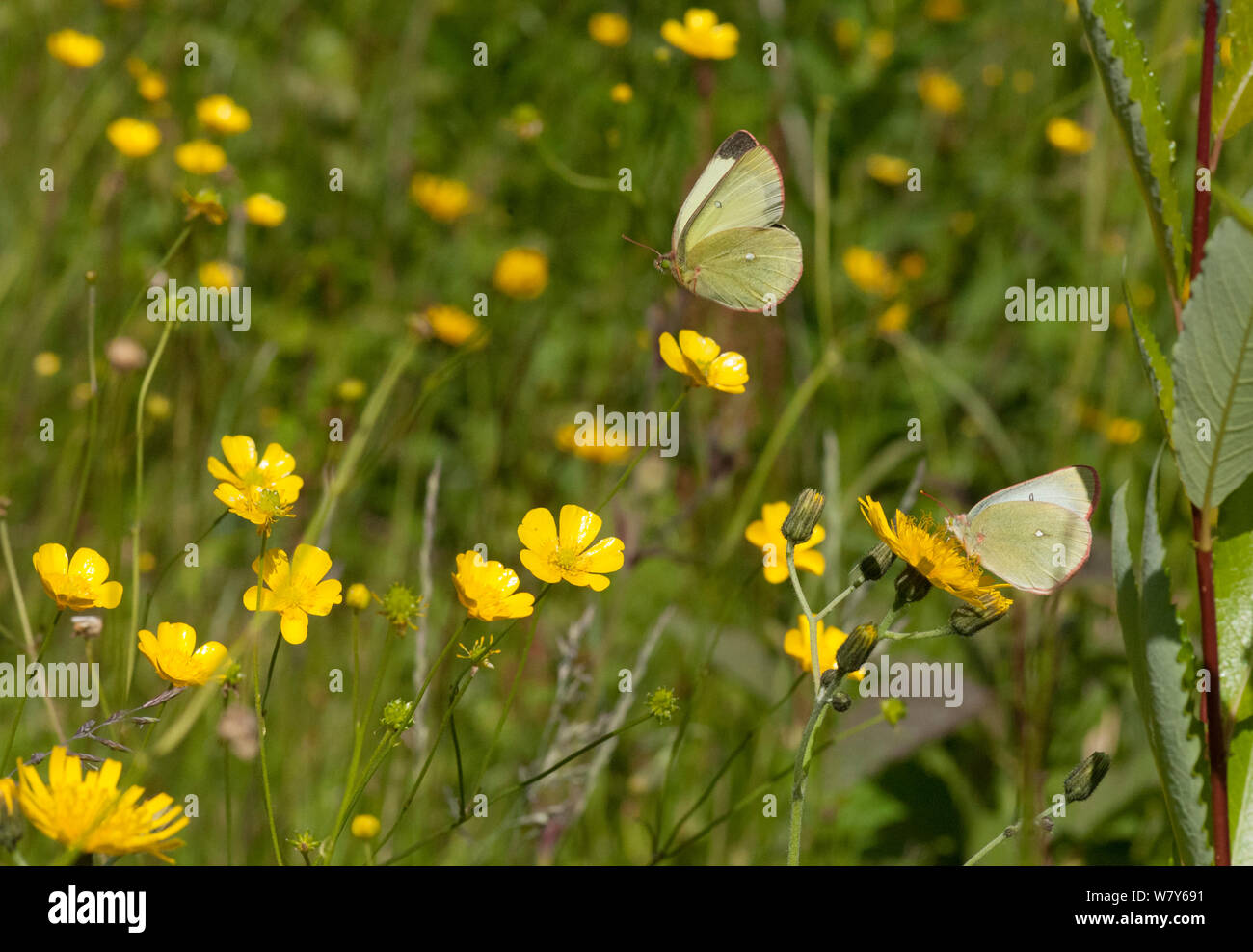 Pale yellow butterfly hi-res stock photography and images - Alamy