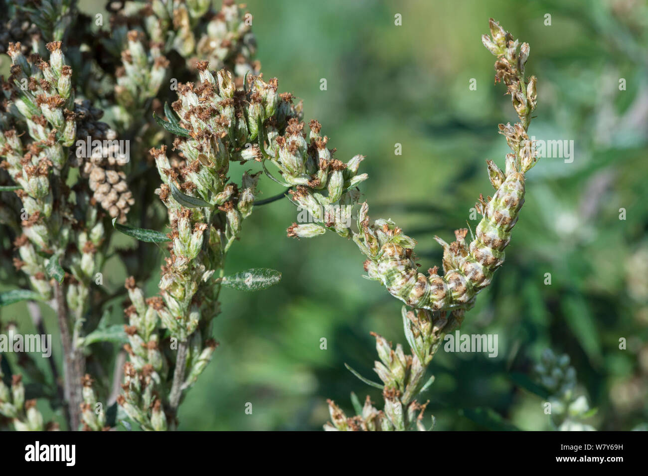 Wormwood moth (Cucullia absinthii) larva in Mugwort (Artemisia vulgaris ...