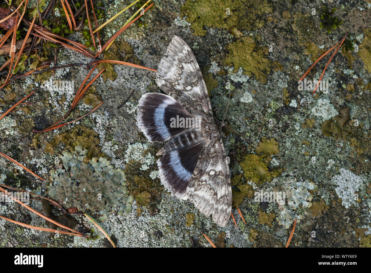 Blue underwing moth hi-res stock photography and images - Alamy