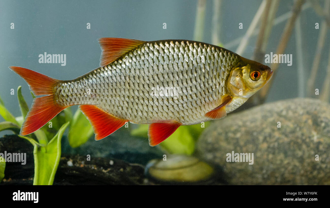 Rudd scardinius erythrophthalmus hi-res stock photography and images ...