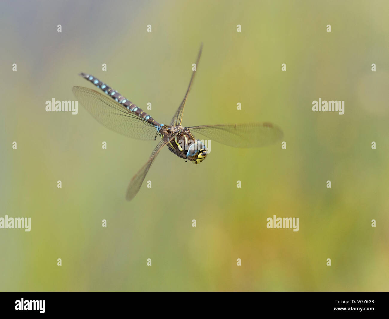 Common hawker dragonfly (Aeshna juncea) male in flight, Leivonmaki ...