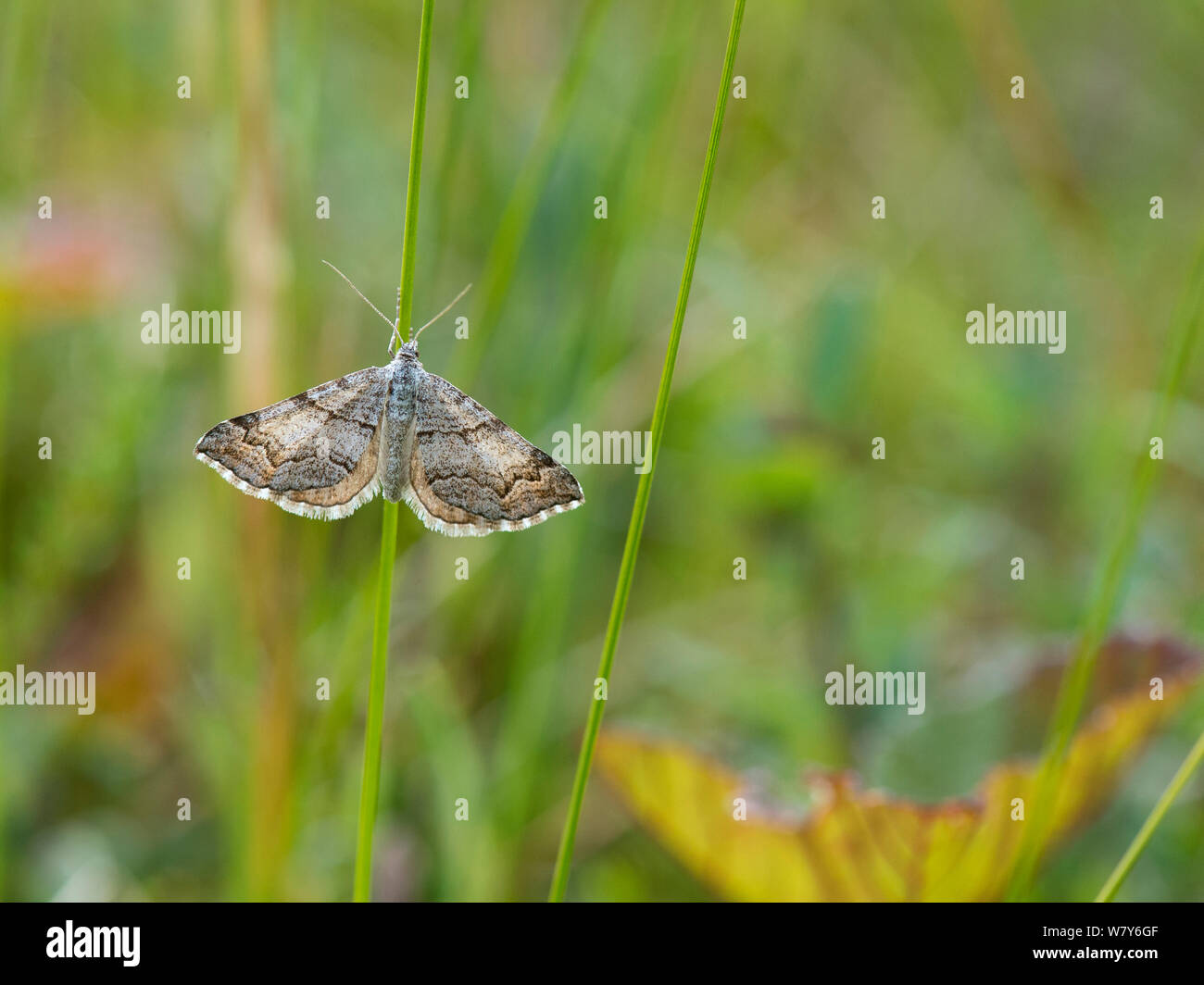 Treble hi-res stock photography and images - Alamy