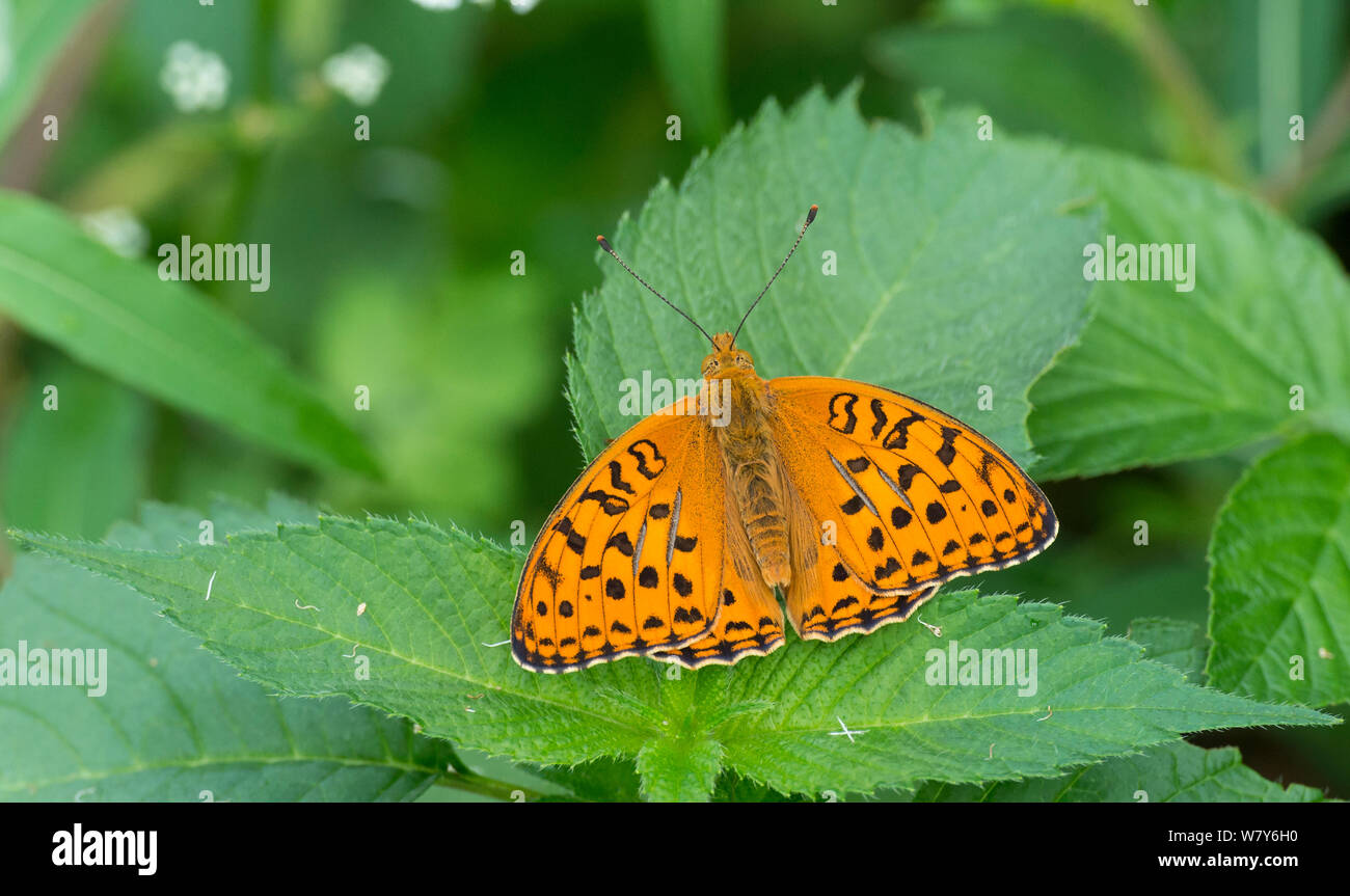 Male newly emerged hi-res stock photography and images - Alamy