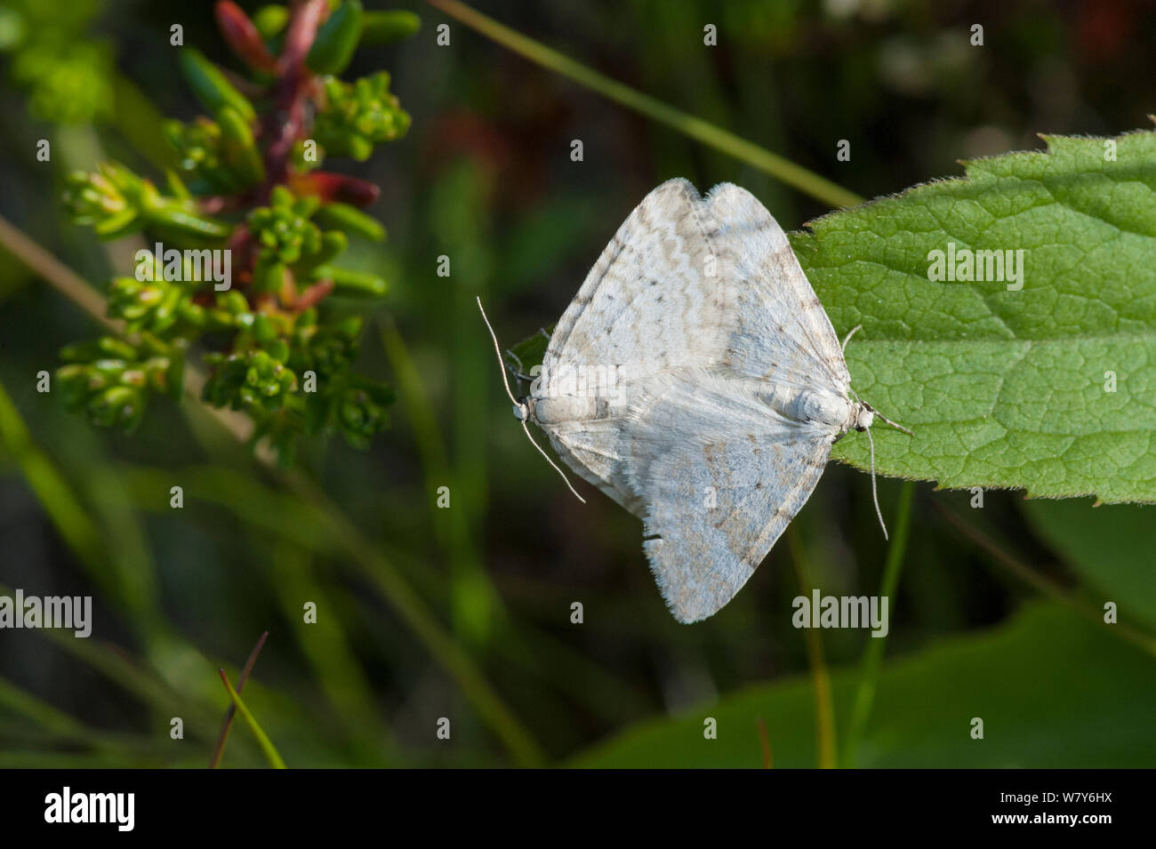 Grass rivulet (Perizoma albulatum) pair mating, Utsjoki, Lappi ...