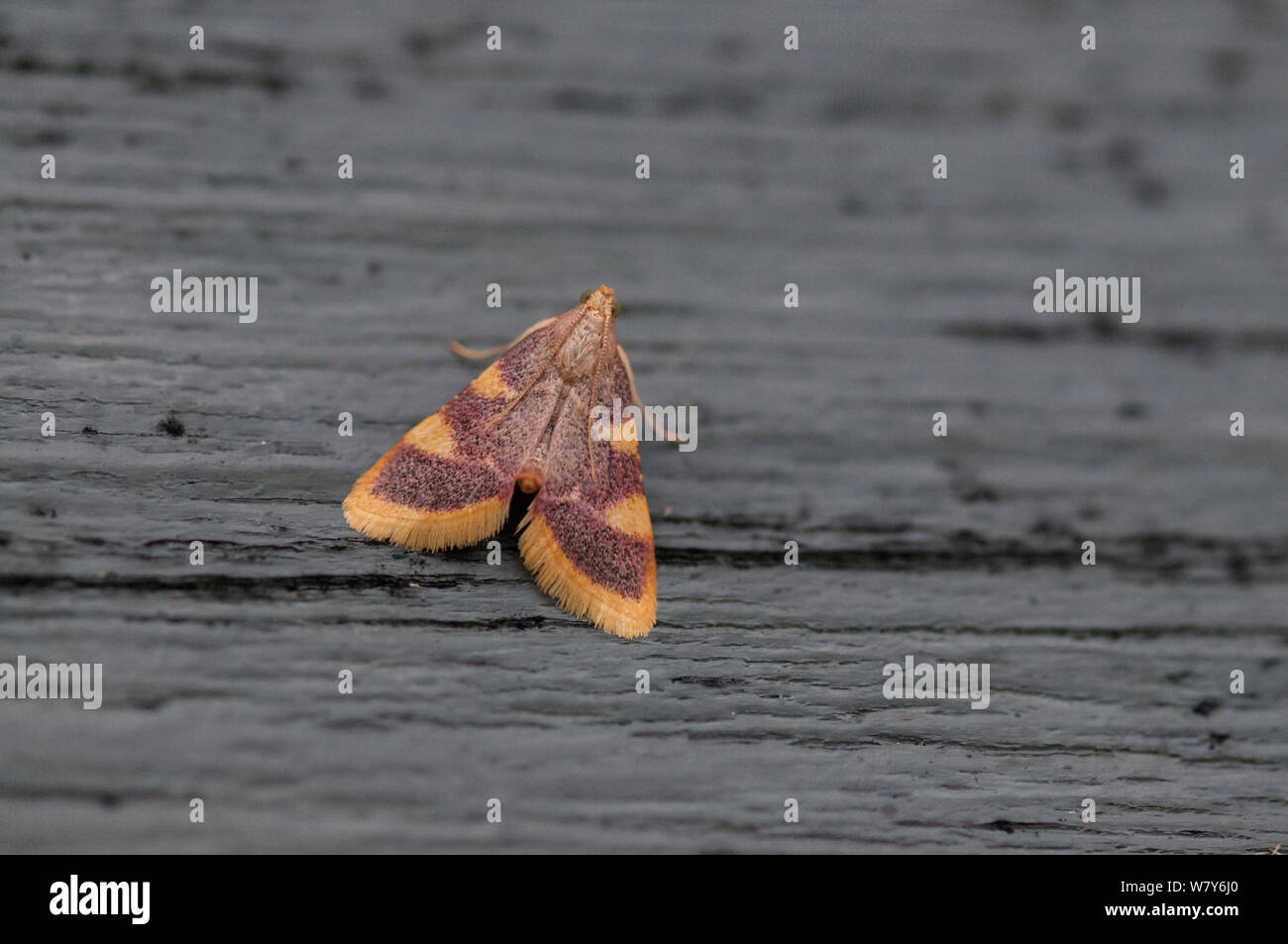 Gold triangle moth (Hypsopygia costalis) Lemland, Ahvenanmaa / Aland ...