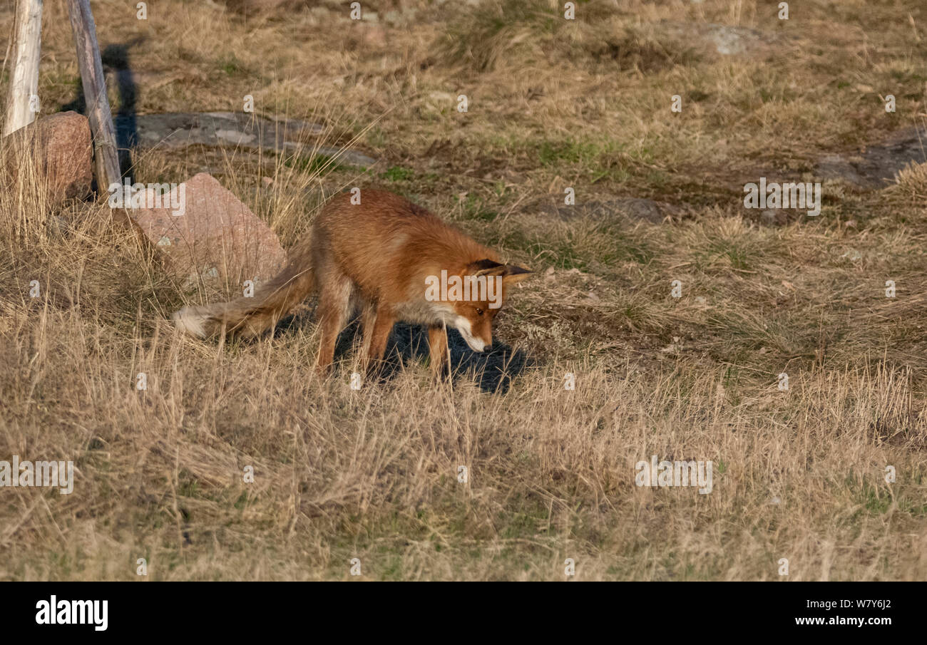 Red fox (Vulpes vulpes) foraging, Finstrom, Ahvenanmaa / Aland Islands ...