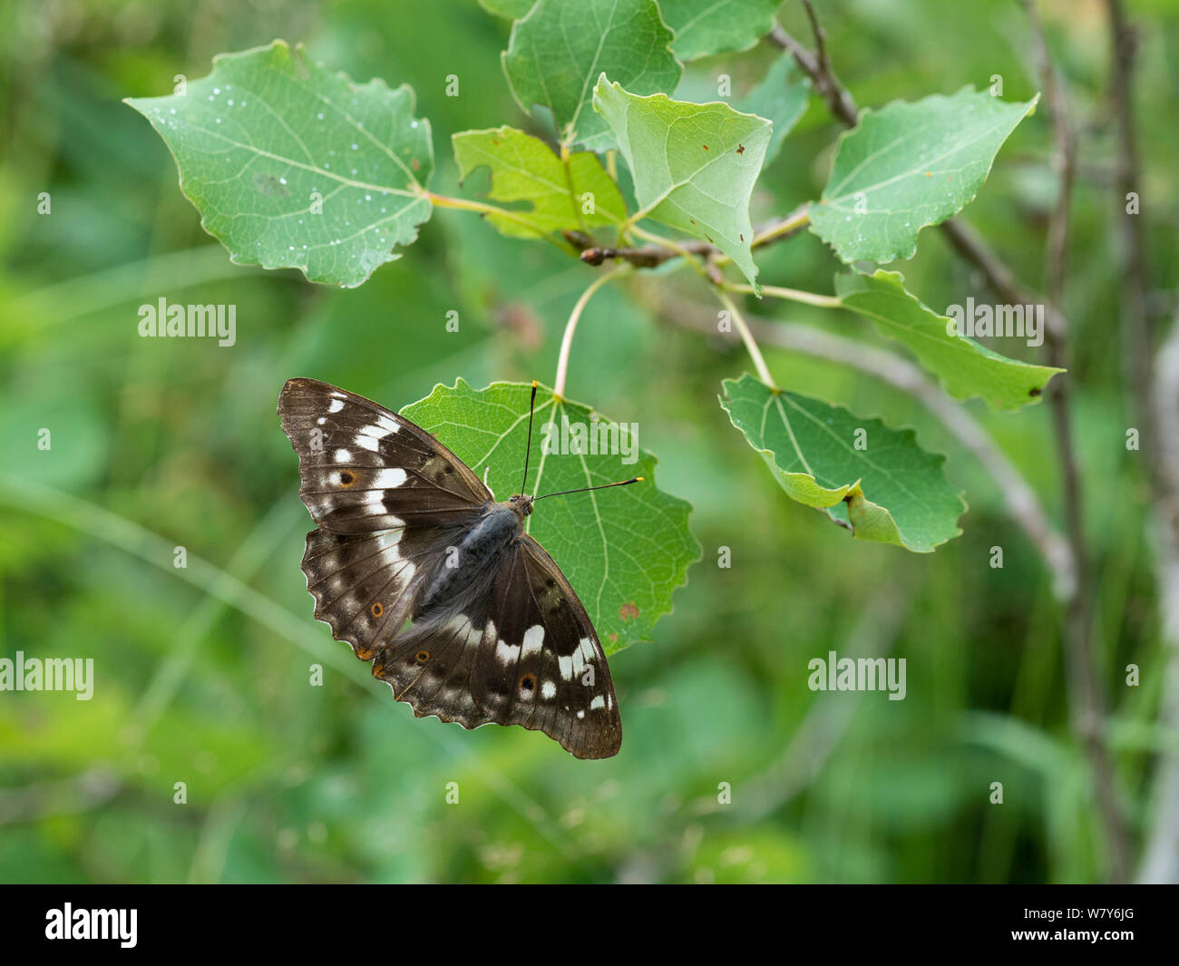 Lesser purple emperor butterfly (Apatura ilia) butterfly, Finland. July ...