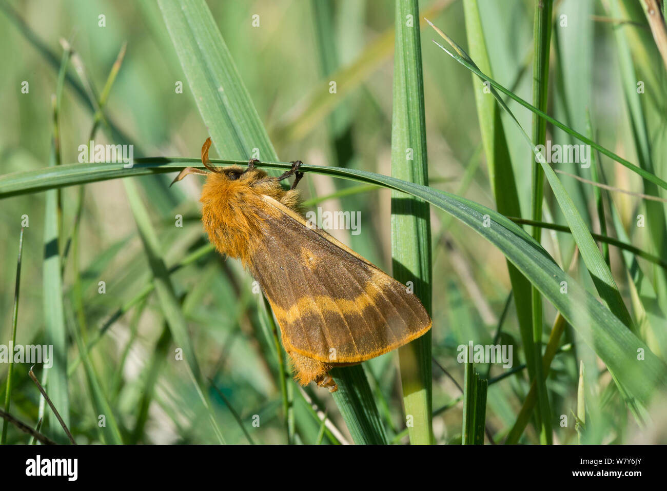 Moth (Lemonia dumi) newly emerged female, Hanko, Uusimaa, Etela-Suomi ...