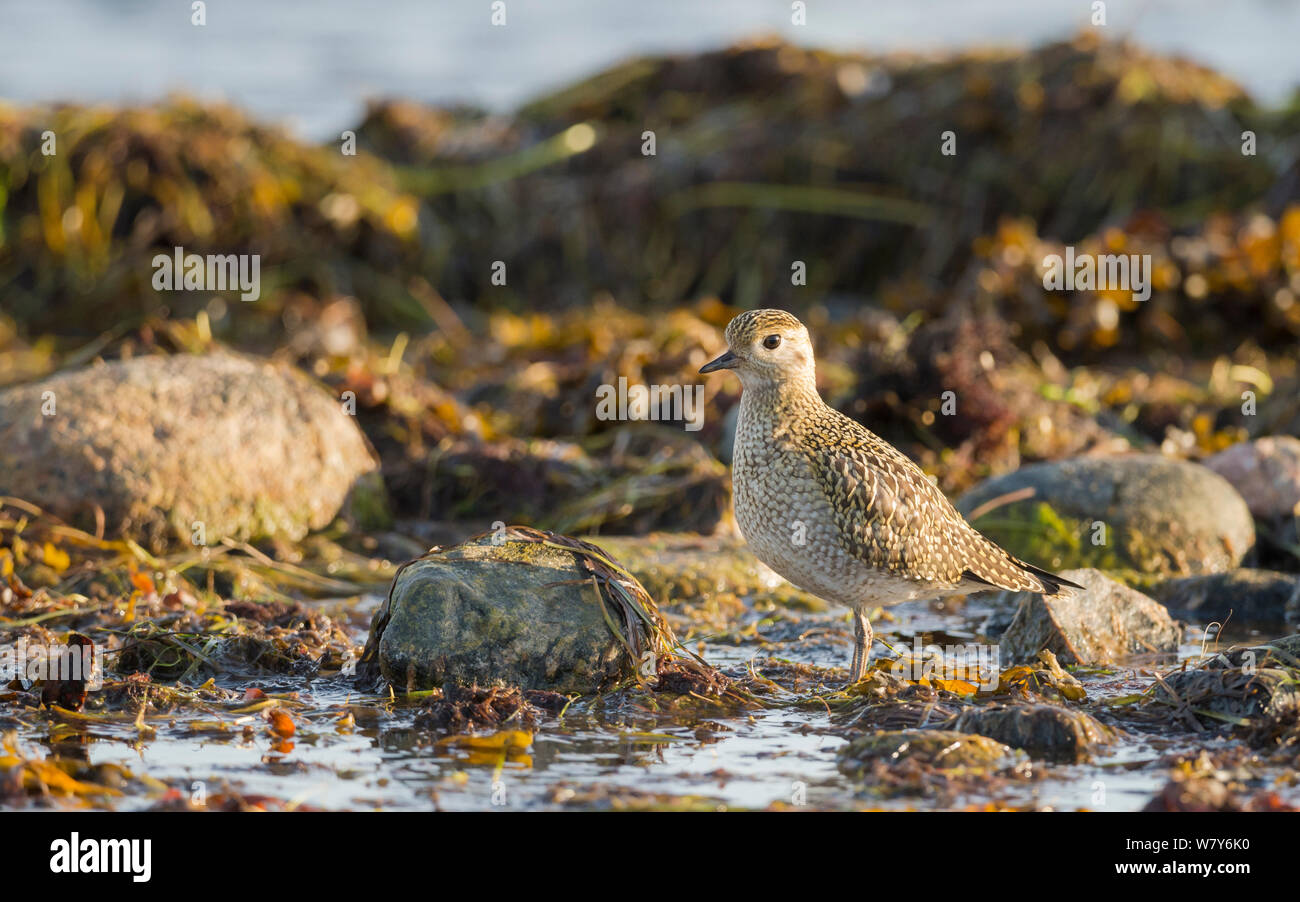 Golden plover winter plumage hi-res stock photography and images - Alamy