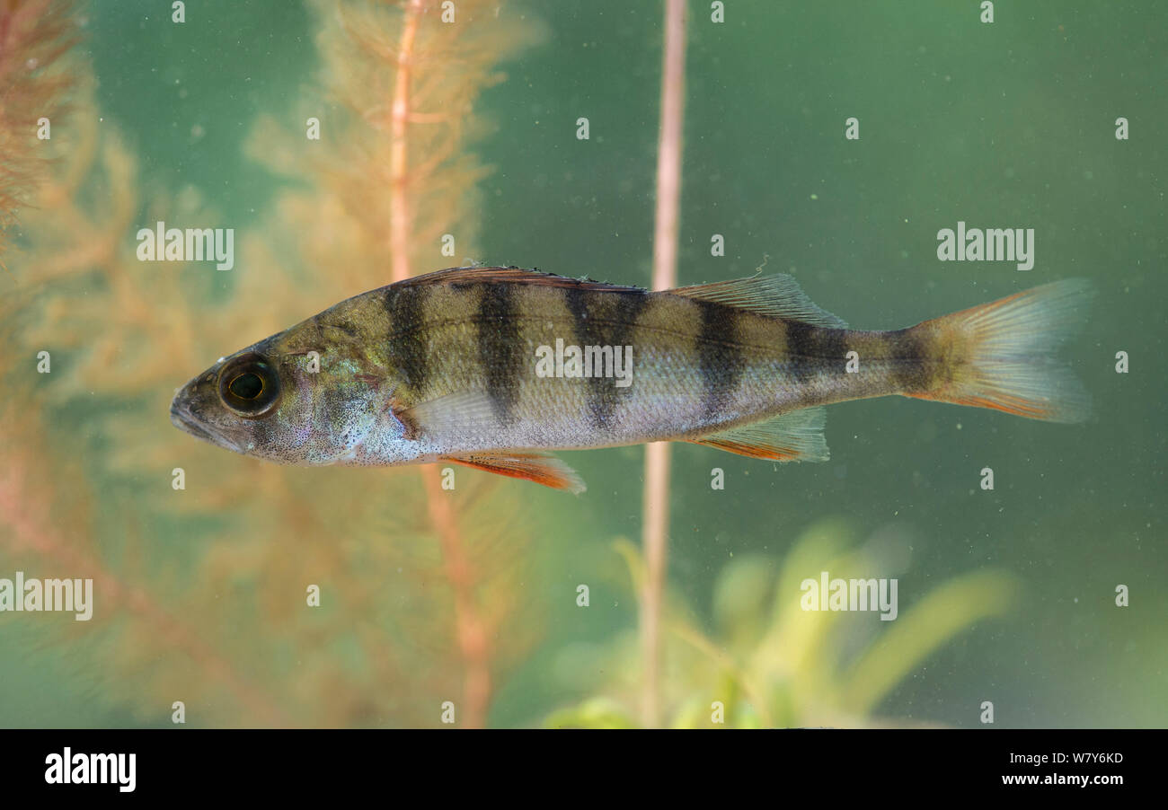 English perch hi-res stock photography and images - Alamy