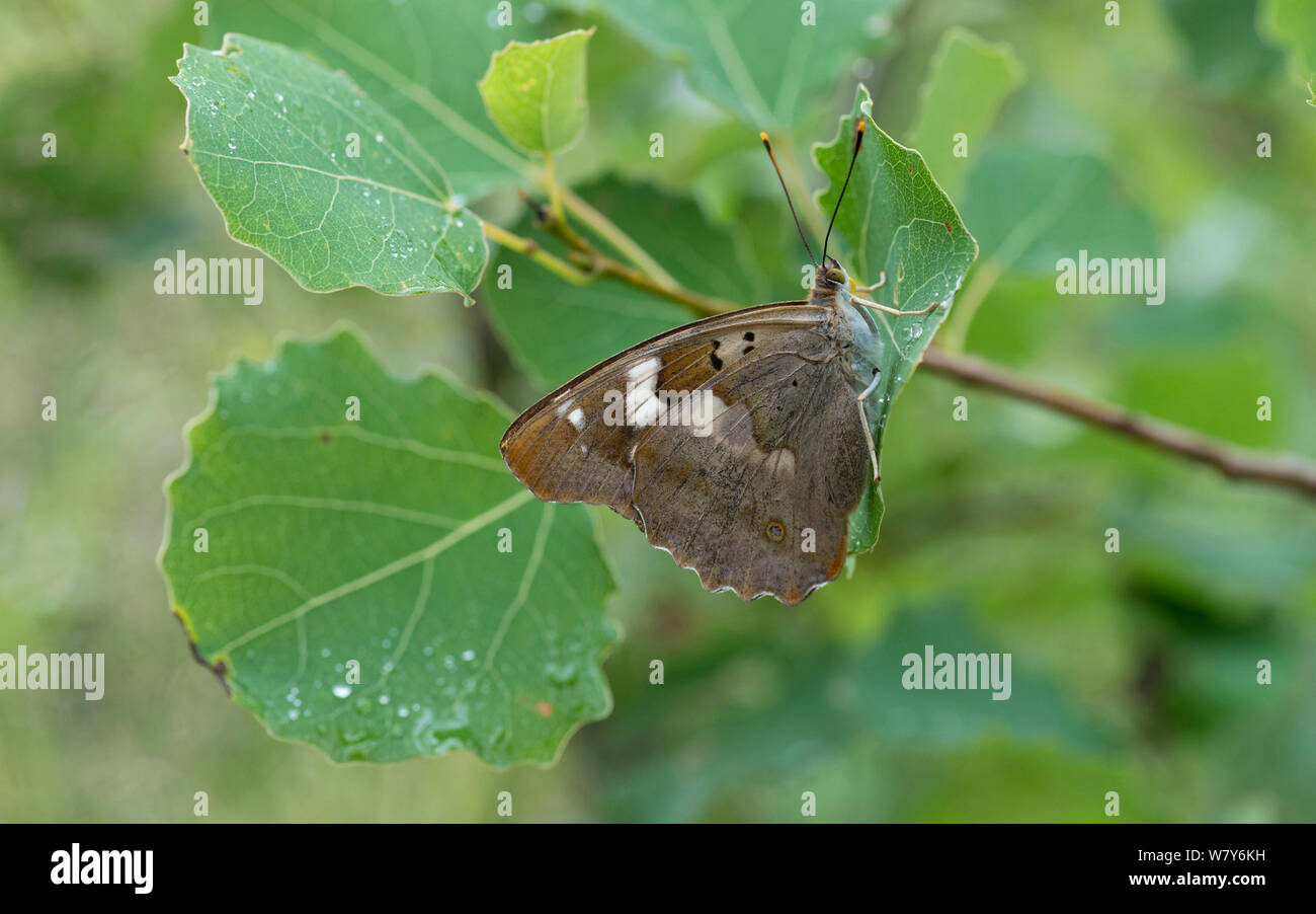 Lesser purple emperor butterfly (Apatura ilia) female on a leaf of ...