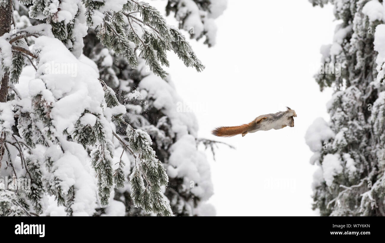 Red squirrel (Sciurus vulgaris) leaping from tree to tree, Ounasvaara ...