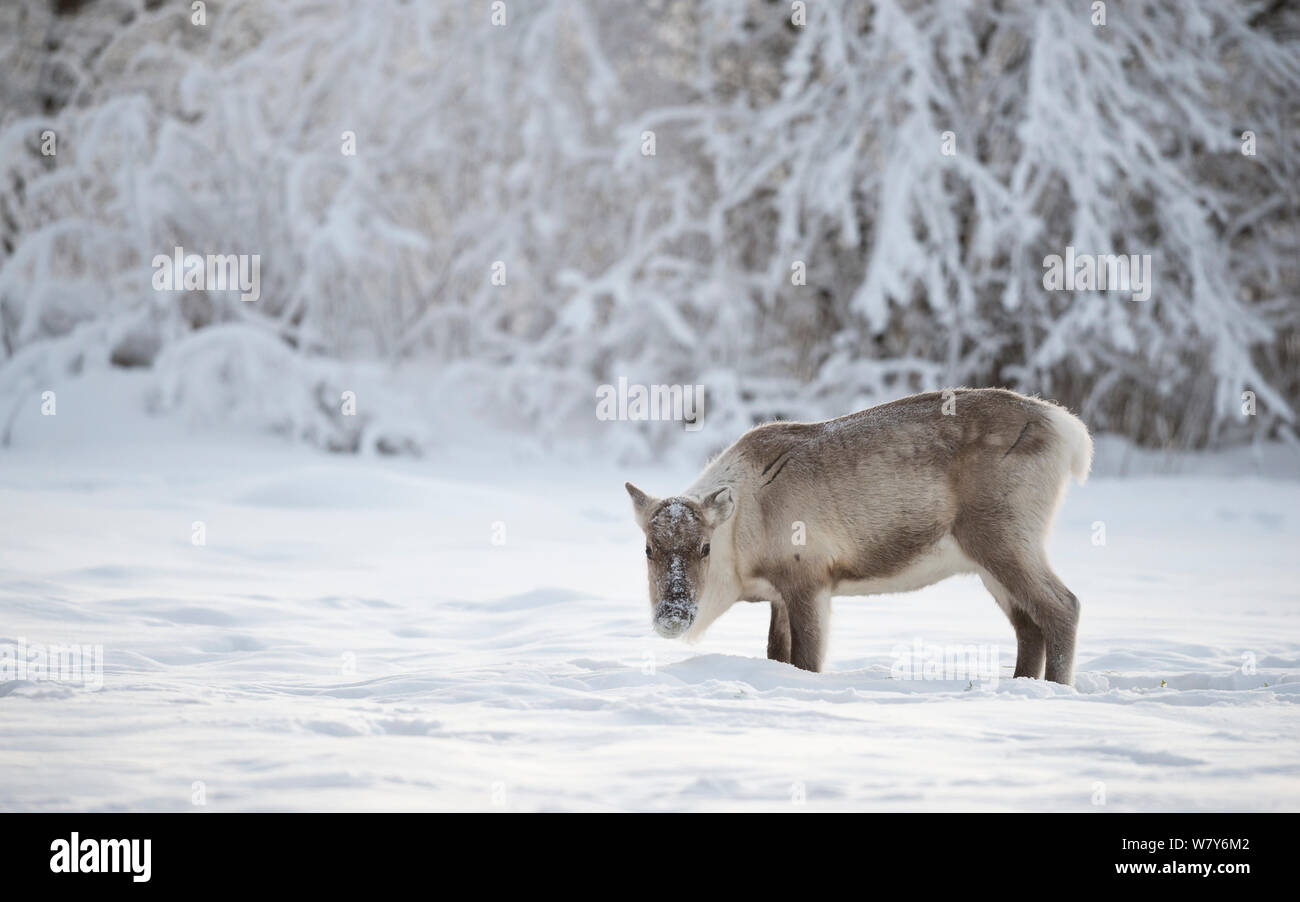 Reindeer (Rangifer tarandus) in snow, Rovaniemi, Lappi / Lapland ...