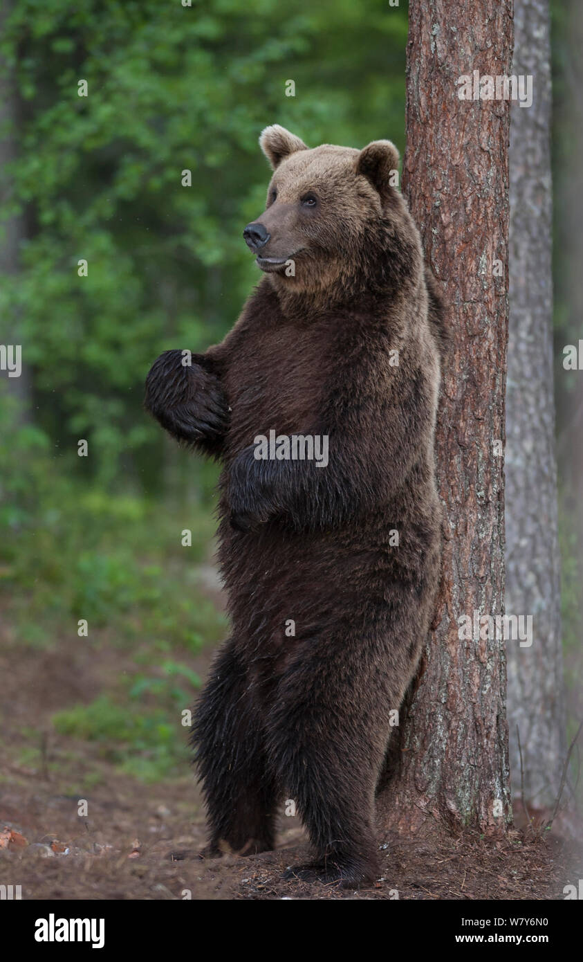 Bear scratching on tree hi-res stock photography and images - Alamy