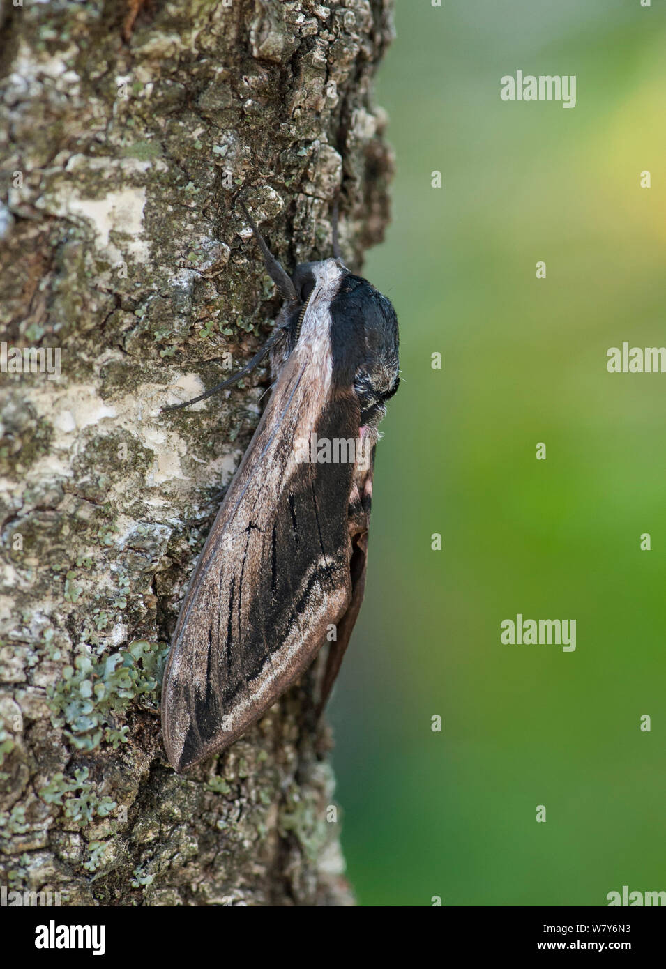 Privet hawk-moth (Sphinx ligustri) male on tree trunk, Lemland ...