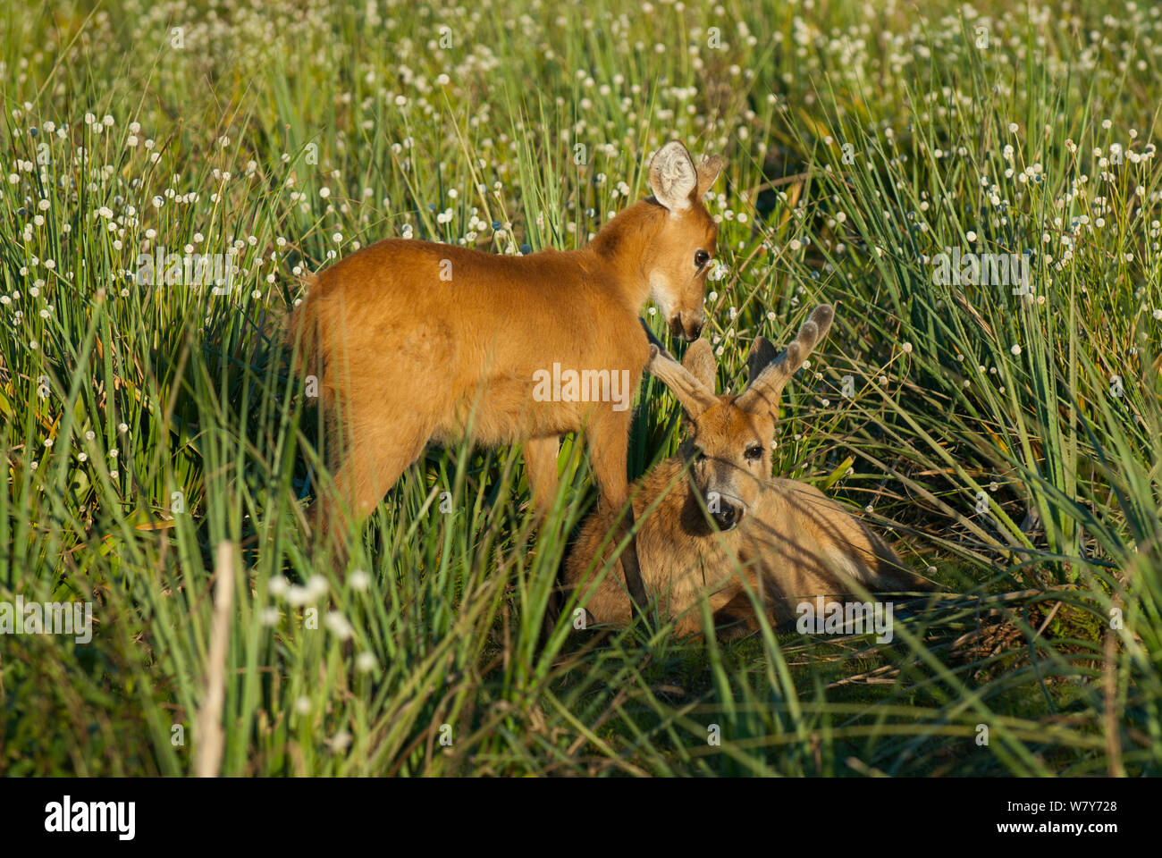 Marsh deer (Blastocerus dichotomus) male and female Ibera Marshes ...