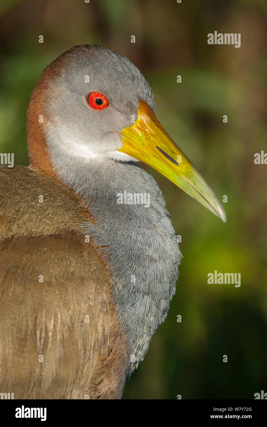 Giant wood-rail (aramides ypecaha) Ibera Marshes, Corrientes Province ...