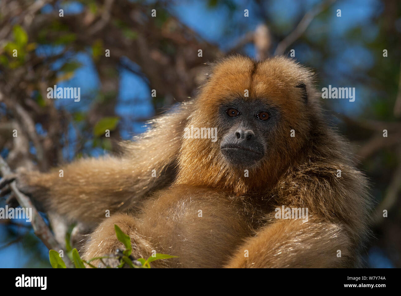 Female black and gold howler monkey alouatta caraya hi-res stock ...
