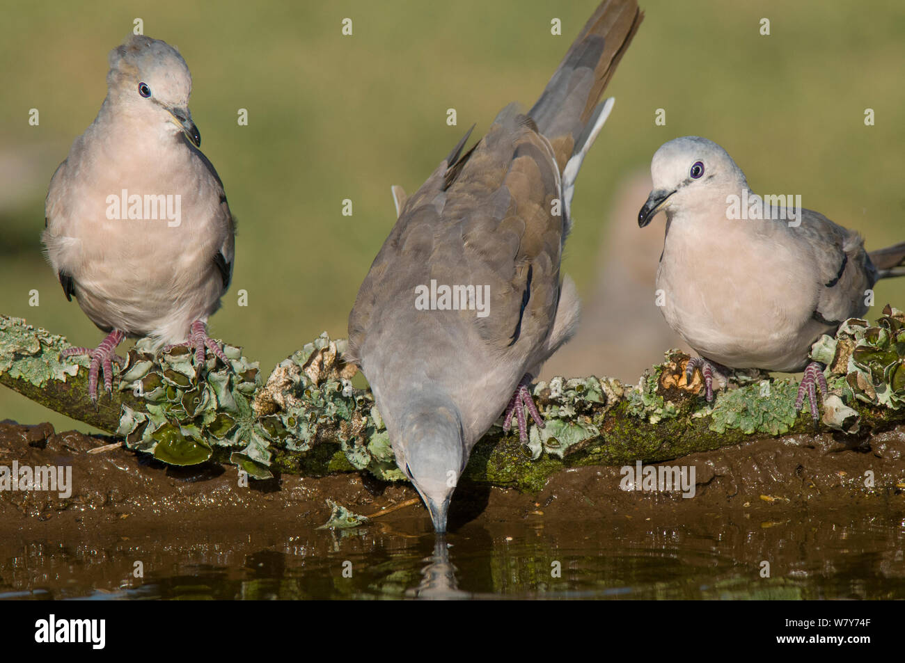 Picui ground dove (Columbina picui) three, one drinking, Calden forest ...