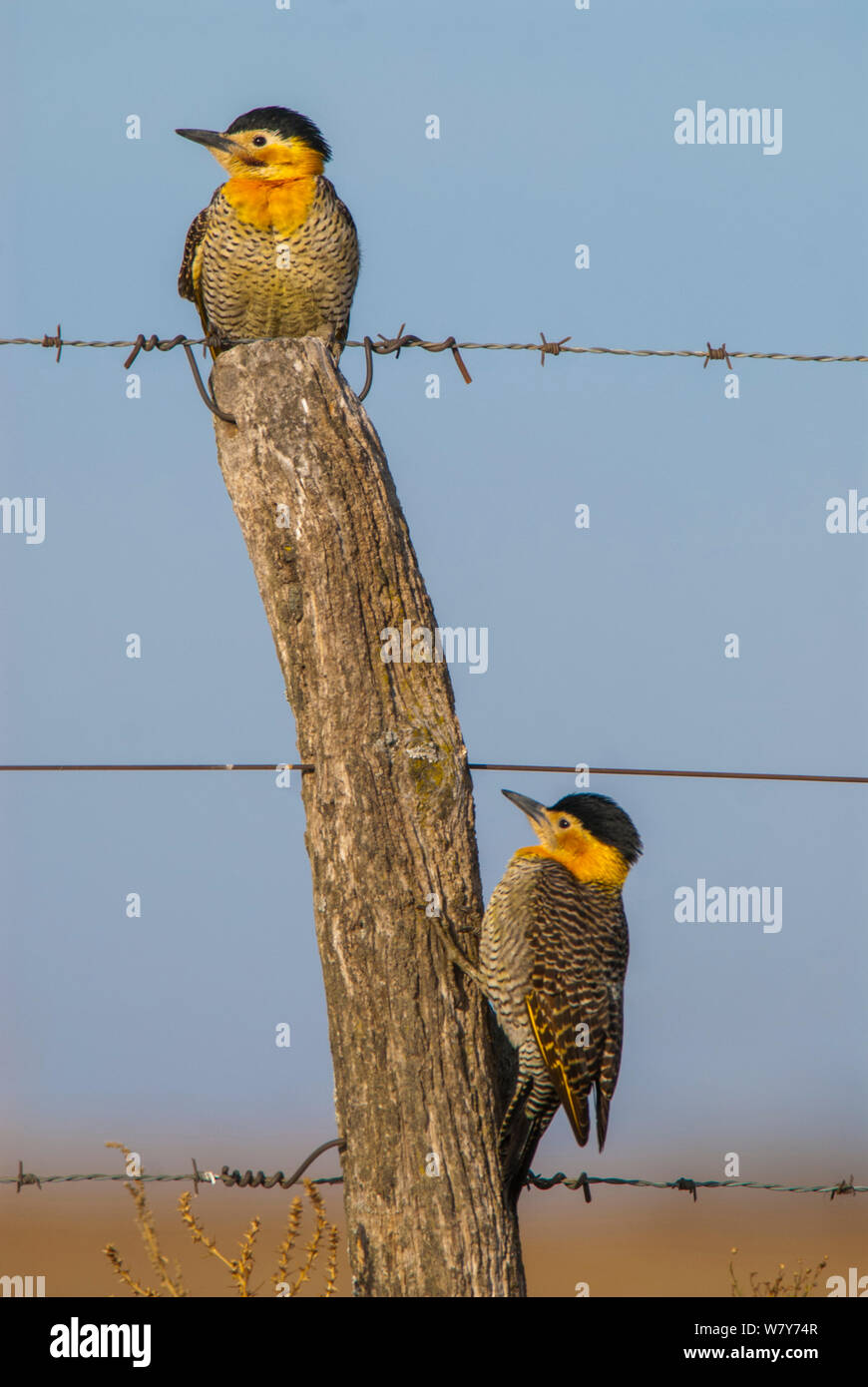 Campo flickers (Colaptes campestris) on fence post, La Pampa, Argentina ...