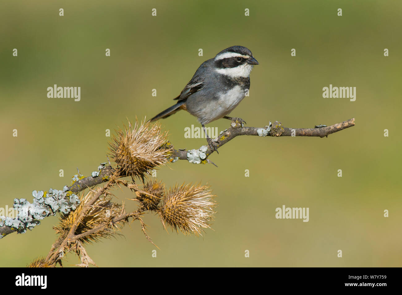 Ringed warbling-finch (Poospiza torquata) Calden forest, La Pampa ...