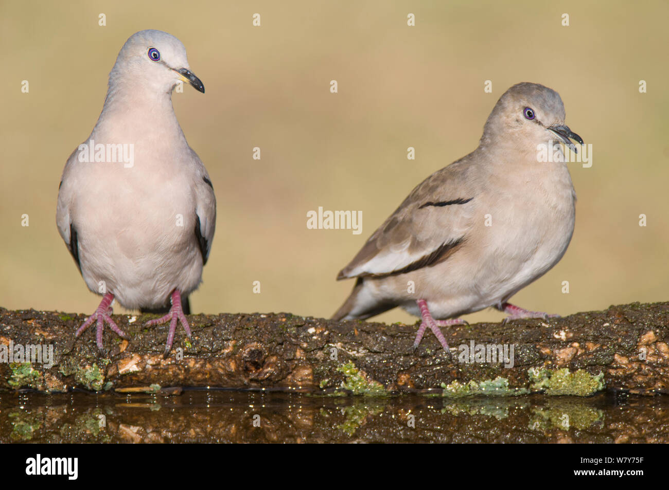 Picui ground dove (Columbina picui) Calden forest, La Pampa, Argentina ...