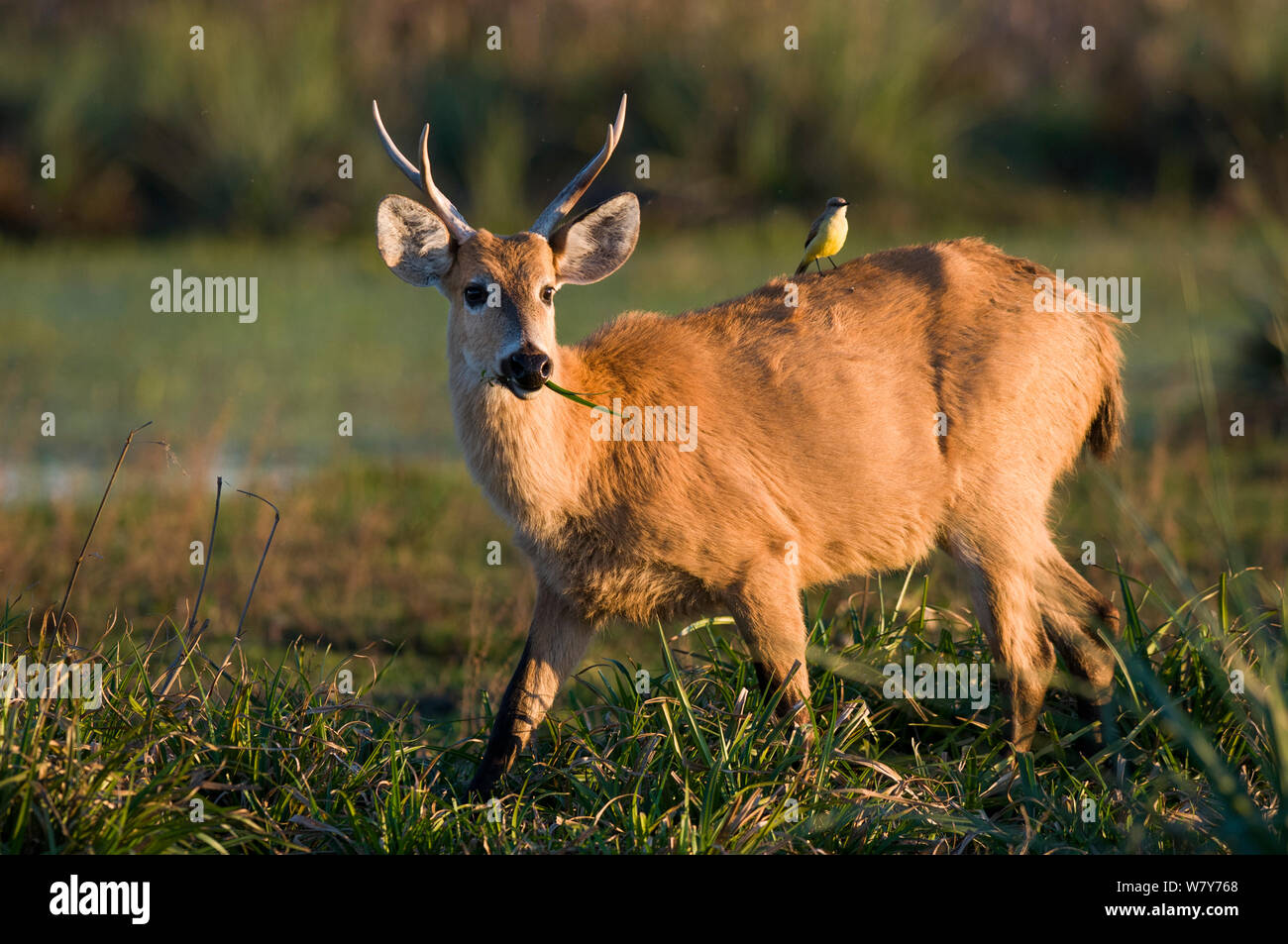 Marsh deer (Blastocerus dichotomus) male with Cattle tyrant ...