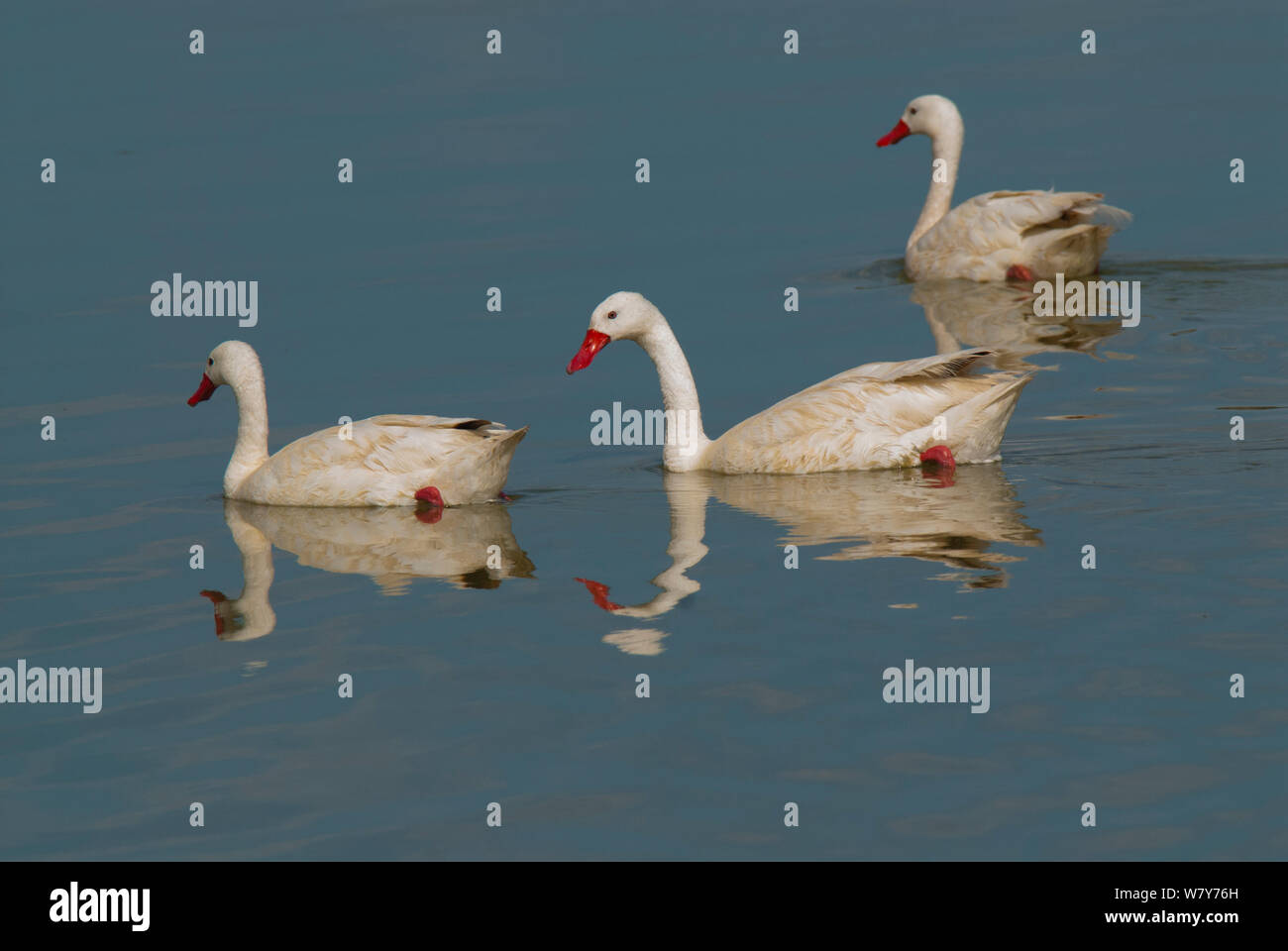 Coscoroba swan hi-res stock photography and images - Alamy