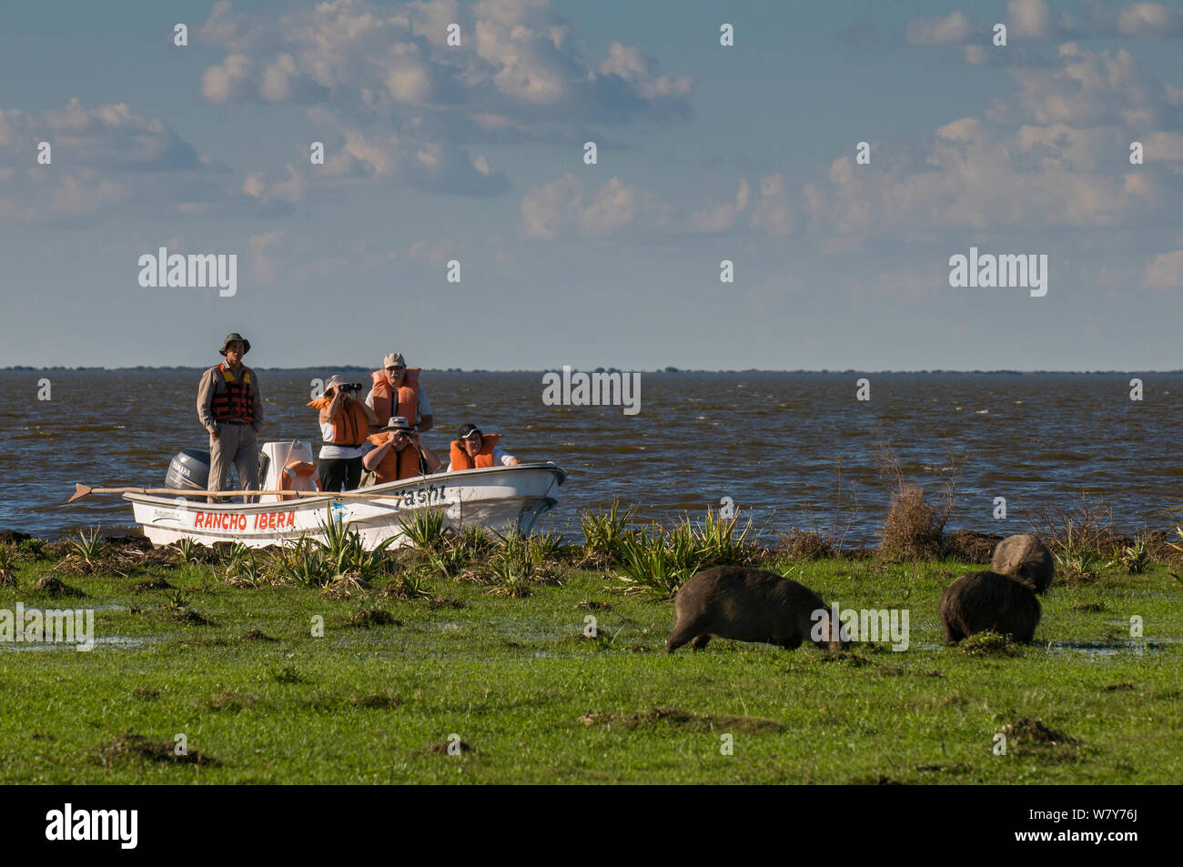 Tourists on boat, watching capybara (Hydrochoerus hydrochaeris) from ...