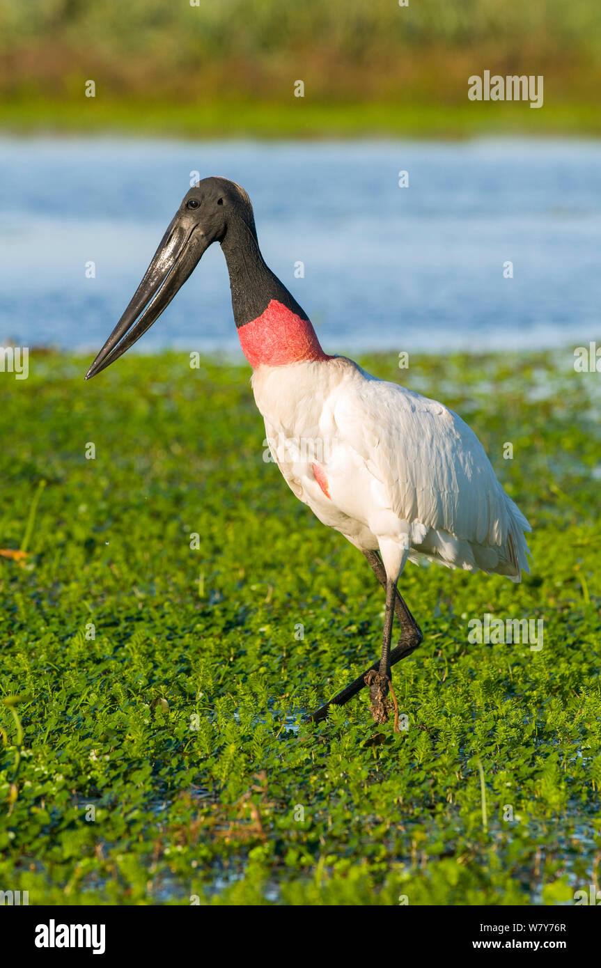 Jabiru (Jabiru mycteria) Ibera Marshes, Corrientes Province, Argentina ...