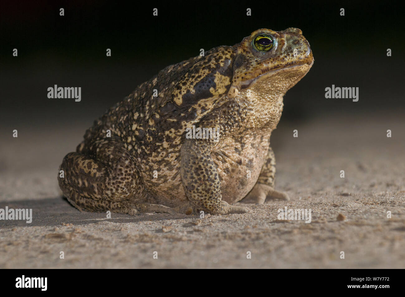 Cururu toad (Bufo paracnemis) at night, Ibera Marshes, Corrientes ...