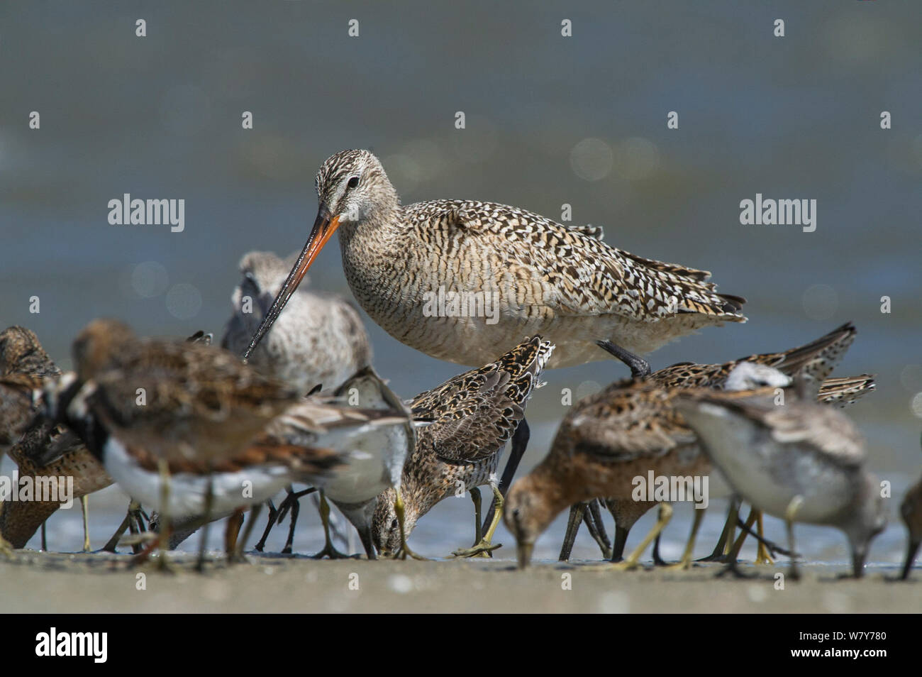 Marbled godwit (Limosa fedoa) and other waders feeding on horseshoe ...