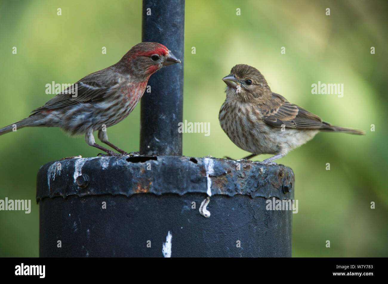House finches (Carpodacus mexicanus) Little St Simon's Island, Barrier ...