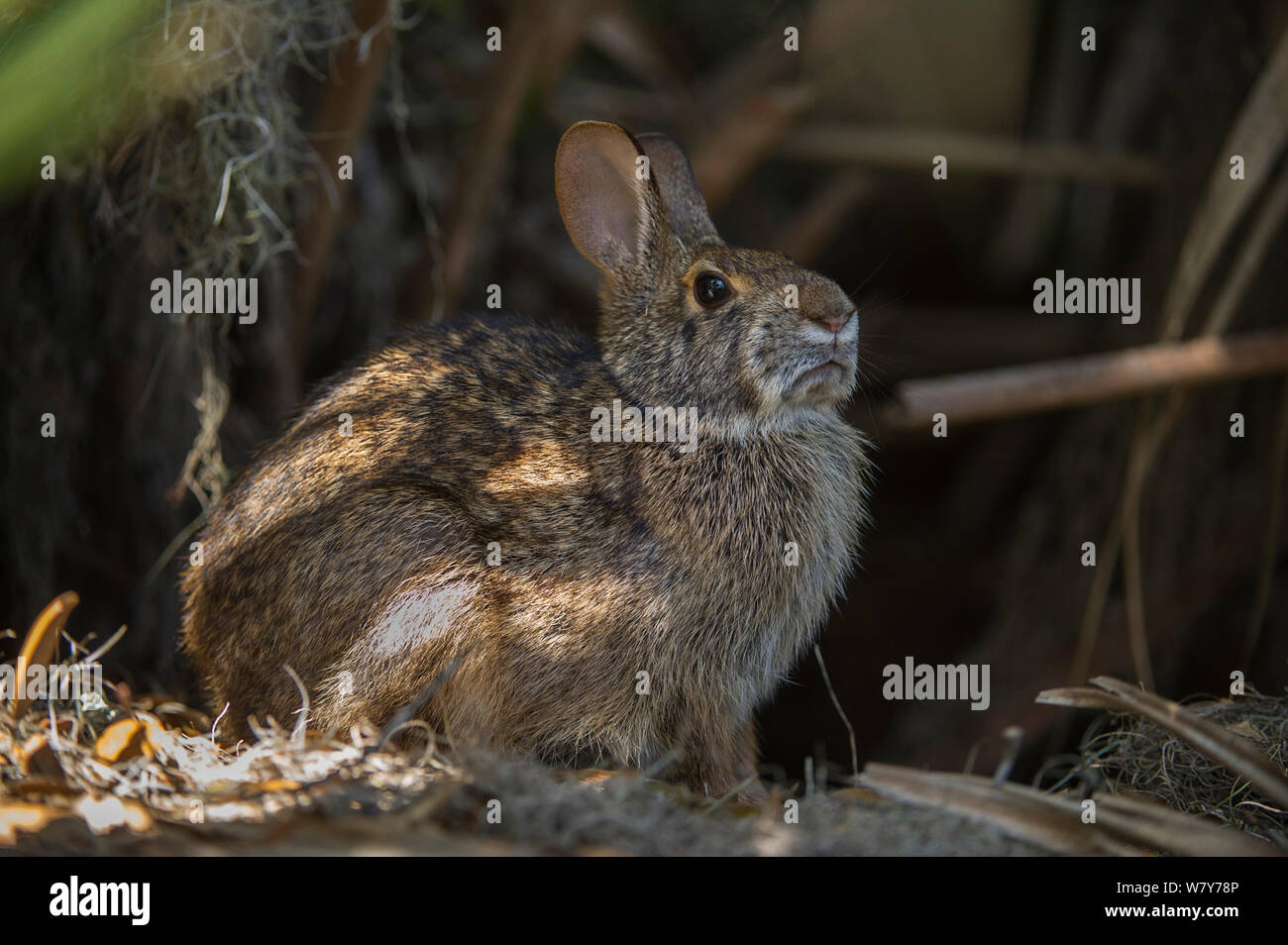 Swamp rabbit (Sylvilagus aquaticus) Little St Simon's Island, Barrier ...