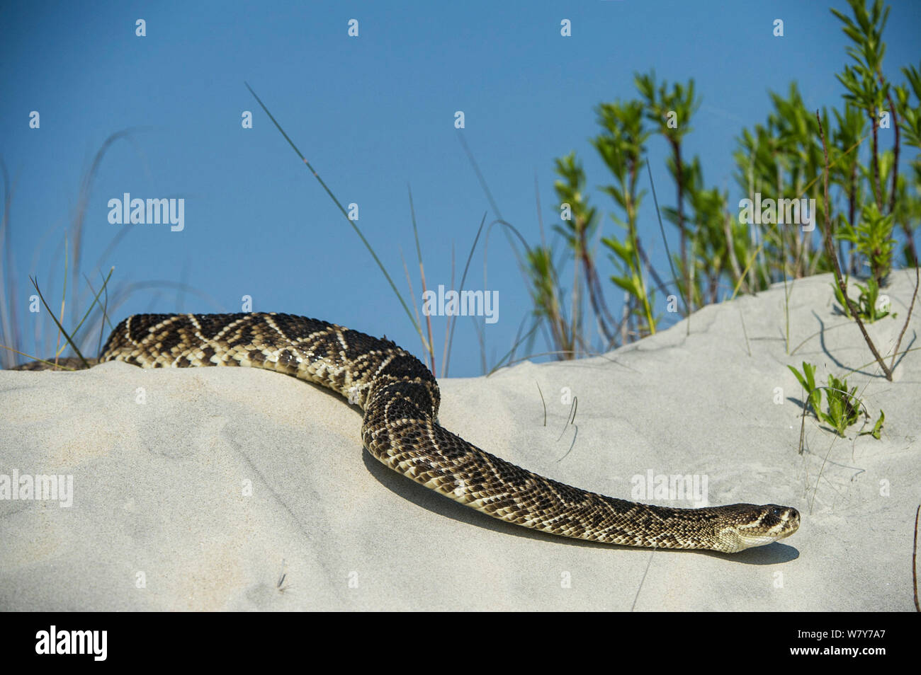 Eastern diamondback rattlesnake (Crotalus adamanteus) on sand dune ...