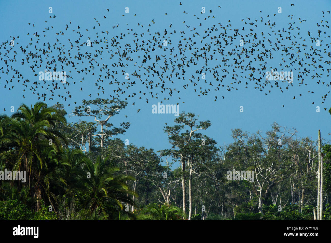 Congo green pigeon (Treron calvus calvus) flock in flight, Lango Bai ...